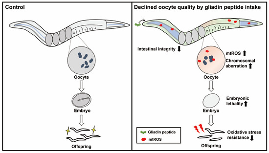 Maternal Gliadin Intake Reduces Oocyte Quality with Chromosomal ...