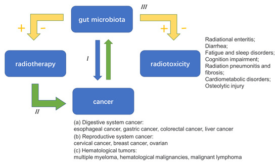 New Insights into the Relationship between Gut Microbiota and ...