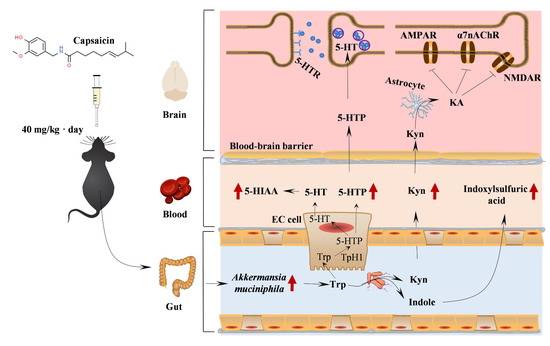 Gut Microbiome and Serum Metabolome Profiles of Capsaicin with ...