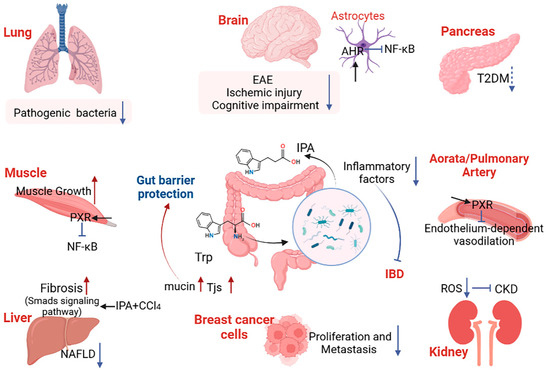 Extensive Summary of the Important Roles of Indole Propionic Acid, a ...