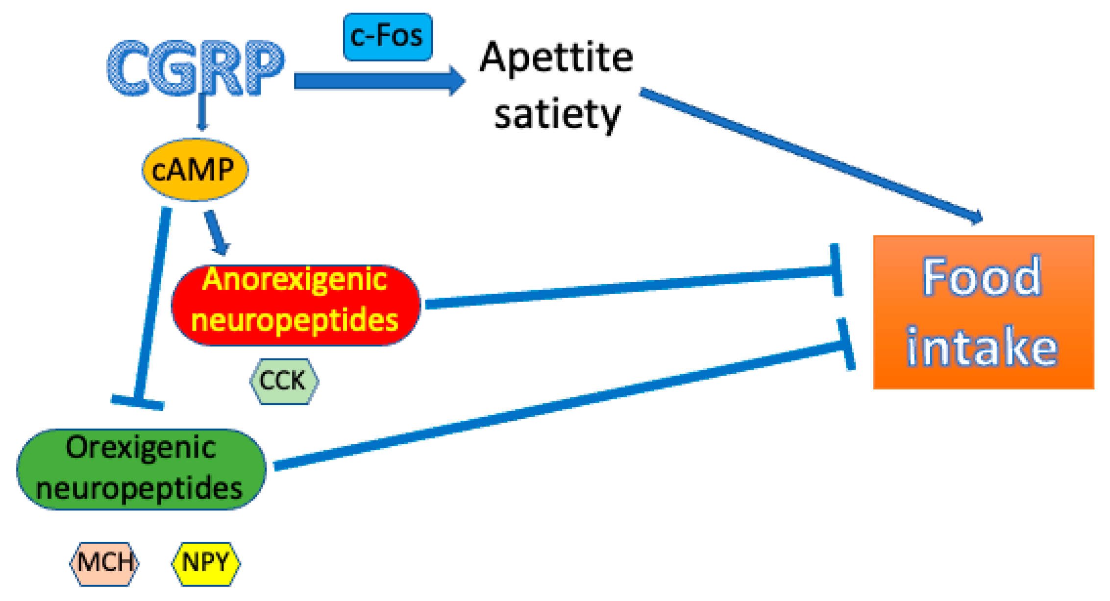 Nutrition and Calcitonin Gene Related Peptide (CGRP) in Migraine