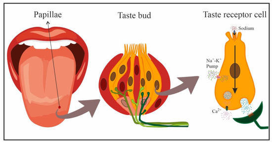 Sodium Homeostasis, a Balance Necessary for Life