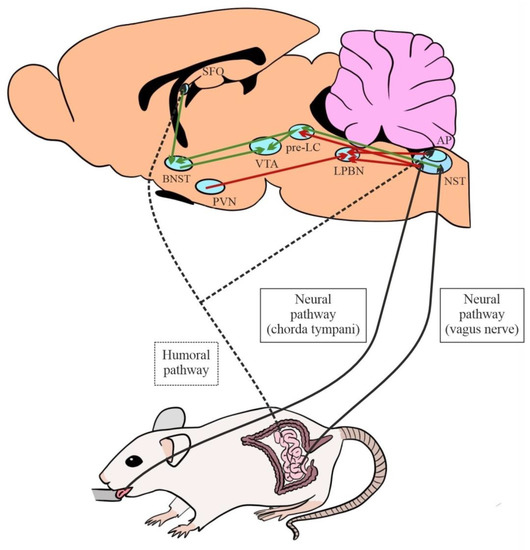Sodium Homeostasis, a Balance Necessary for Life