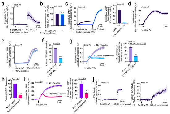 Savory Signaling: T1R Umami Receptor Modulates Endoplasmic Reticulum ...
