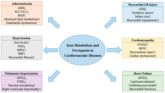 Targeting Iron Metabolism and Ferroptosis as Novel Therapeutic Approaches in Cardiovascular Diseases