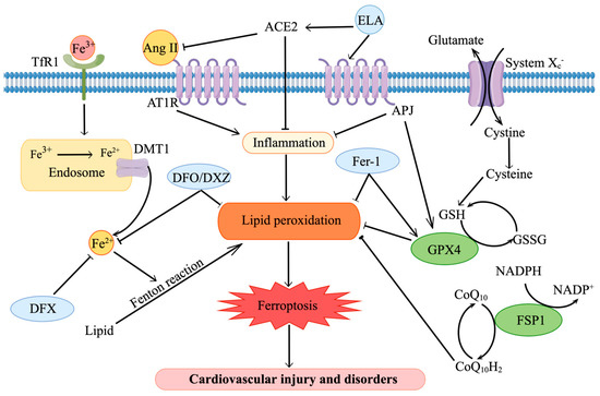 Targeting Iron Metabolism and Ferroptosis as Novel Therapeutic Approaches in Cardiovascular Diseases