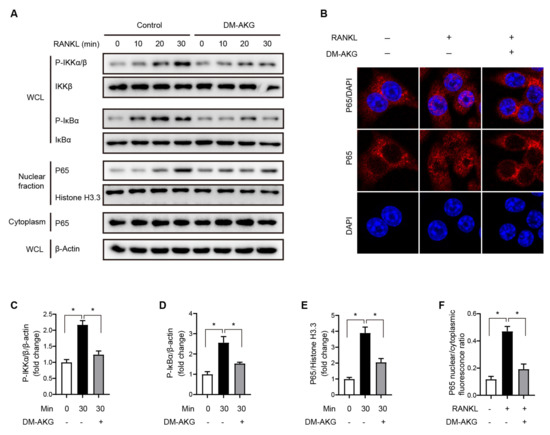 Elevation of Intracellular Alpha-Ketoglutarate Levels Inhibits ...
