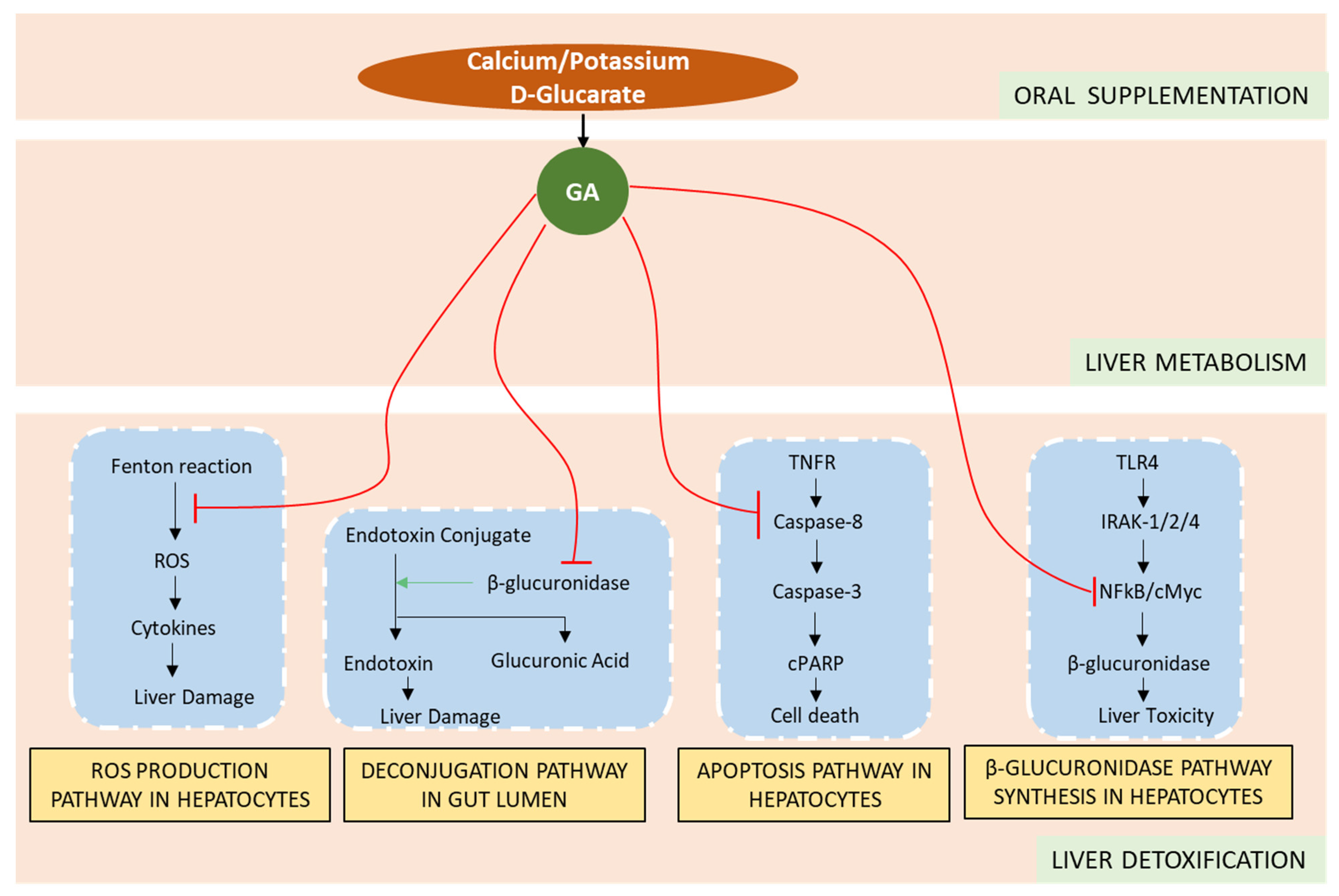 Mechanistic Understanding of D-Glucaric Acid to Support Liver ...