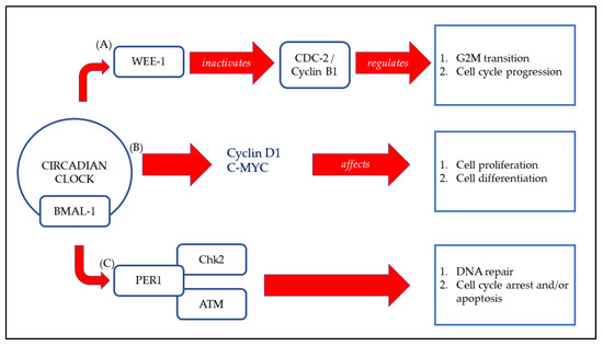 Nutrients | Free Full-Text | Effect of Circadian Rhythm Disturbance on the Human Musculoskeletal ...