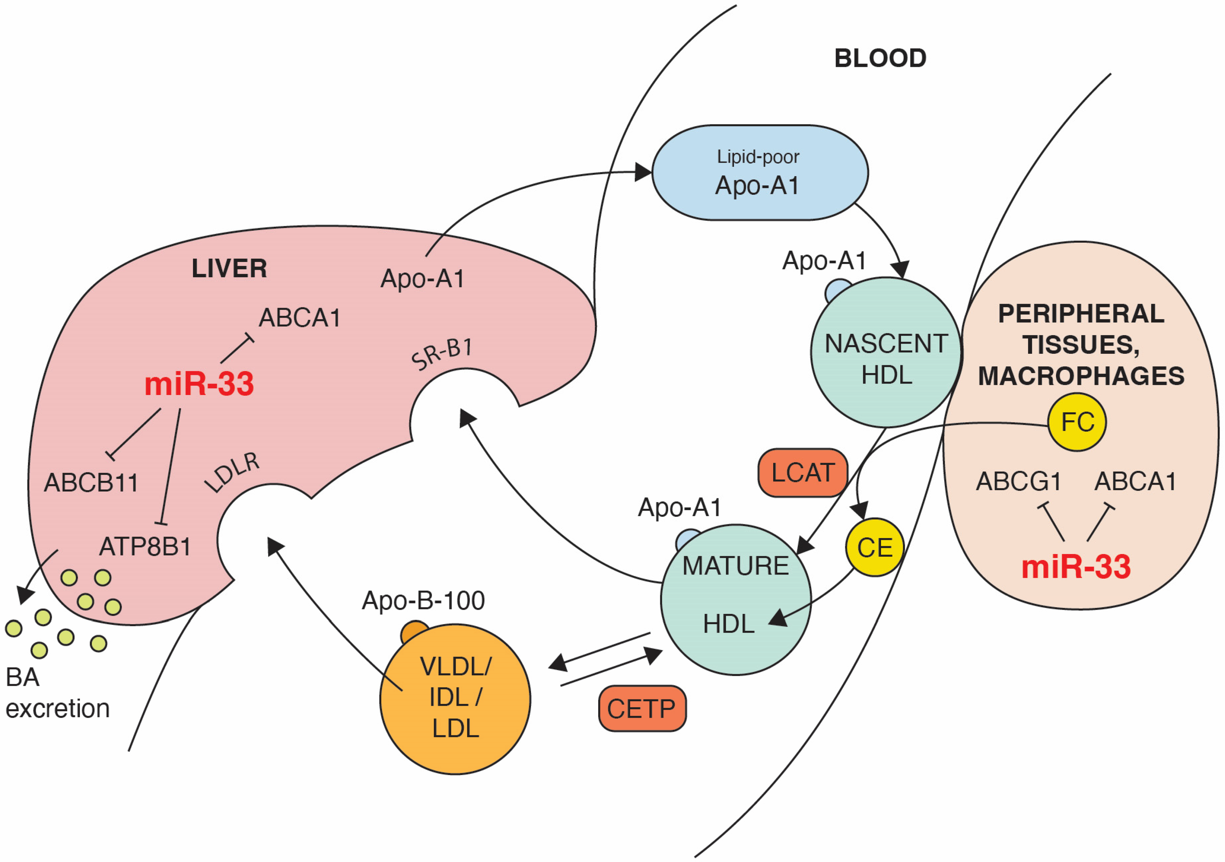 Is microRNA-33 an Appropriate Target in the Treatment of Atherosclerosis?