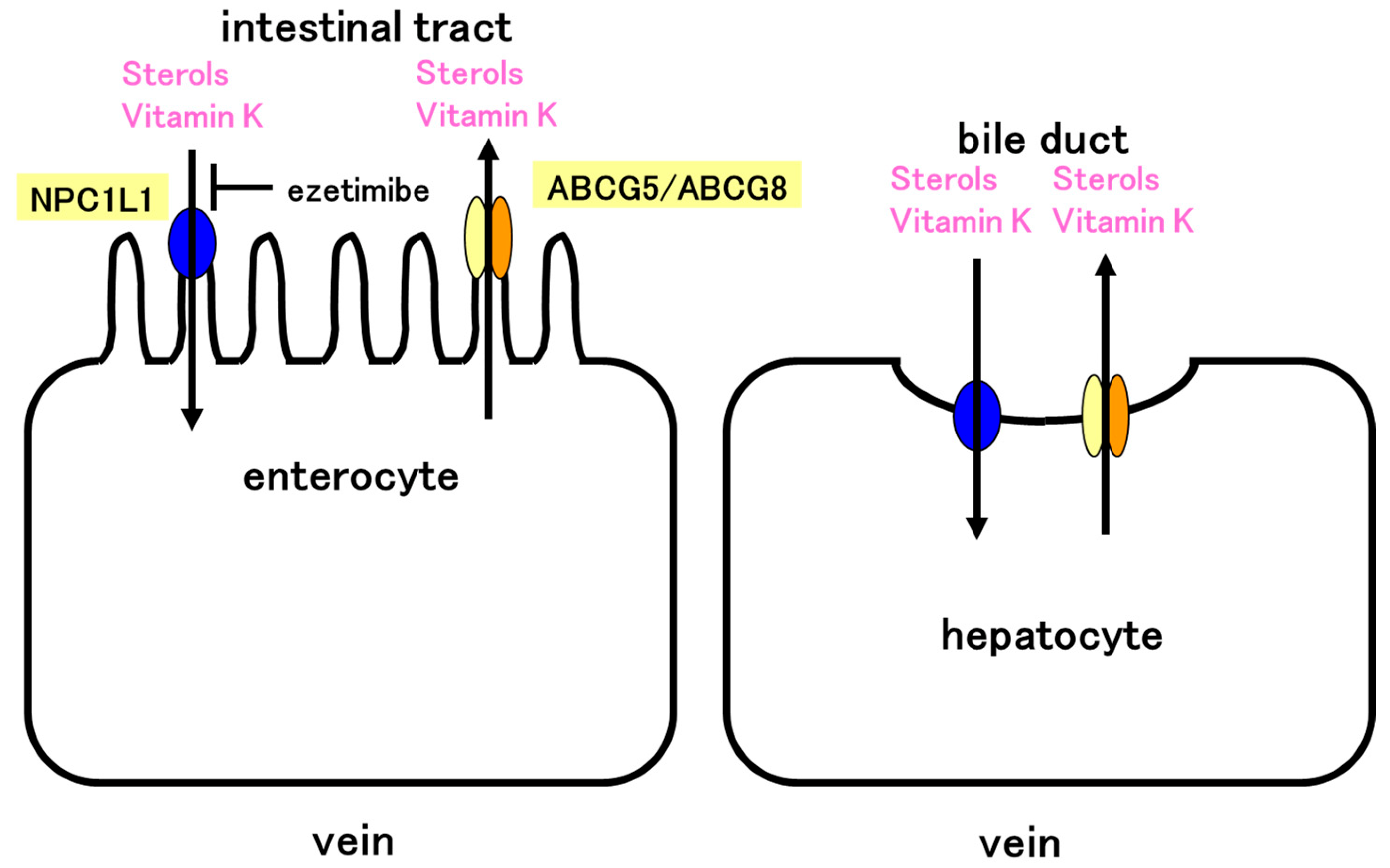 Nutrients | Free Full-Text | ABCG5 and ABCG8 Are Involved in Vitamin K Transport