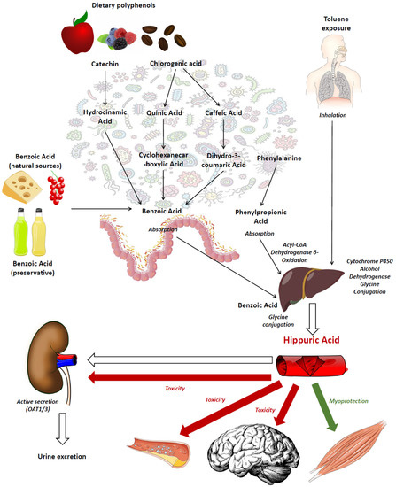 Disentangling the Complexity of Nutrition, Frailty and Gut Microbial ...