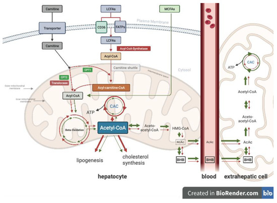 Beta-Hydroxybutyrate (BHB), Glucose, Insulin, Octanoate (C8), and ...
