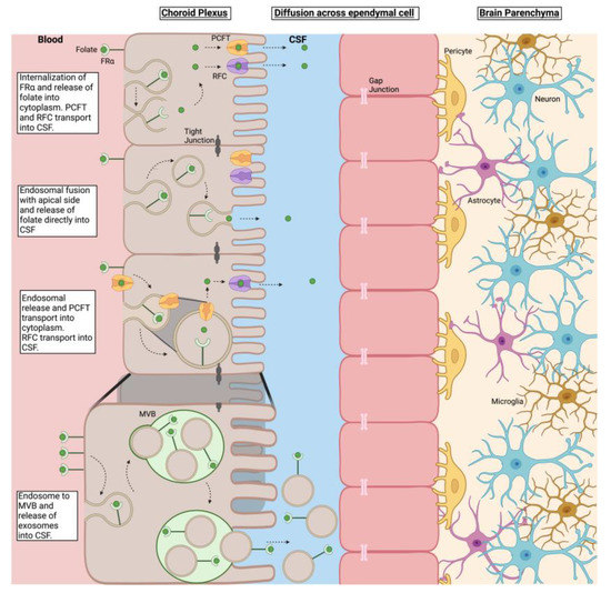 Brain Uptake of Folate Forms in the Presence of Folate Receptor Alpha ...