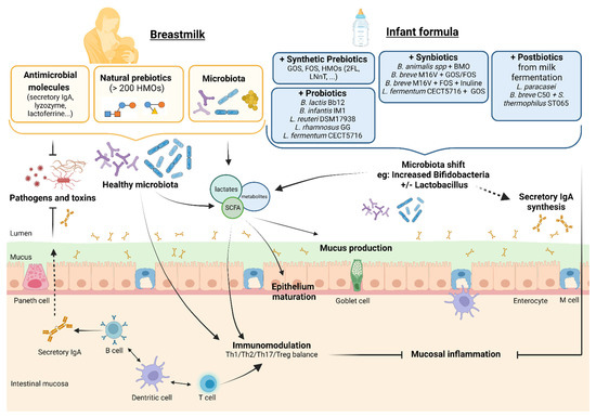 Pre-, pro-, syn-, and Postbiotics in Infant Formulas: What Are the ...