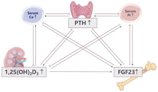 Focusing on Phosphorus Loads: From Healthy People to Chronic Kidney Disease