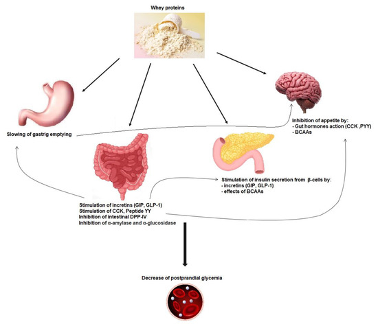 Benefits of Whey Proteins on Type 2 Diabetes Mellitus Parameters and ...