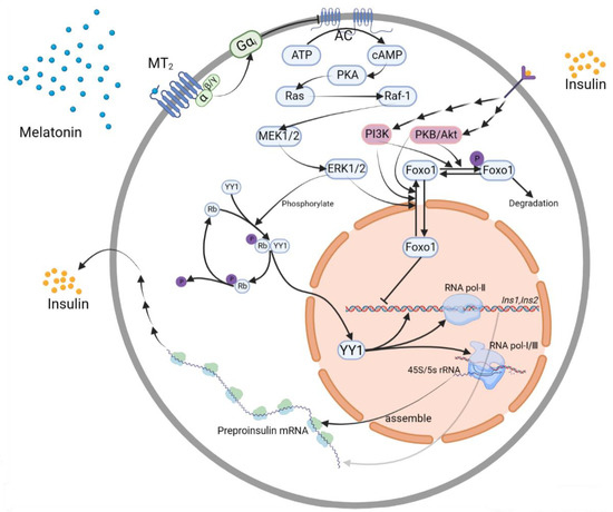 Molecular Mechanisms of the Melatonin Receptor Pathway Linking ...