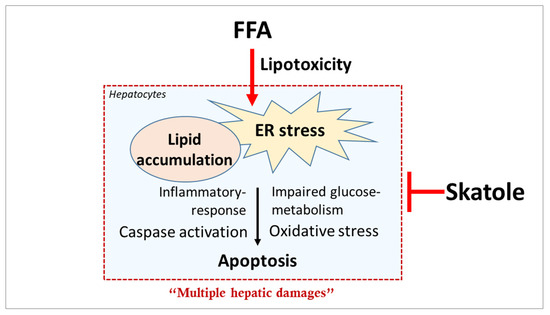 Natural Product Skatole Ameliorates Lipotoxicity-Induced Multiple ...