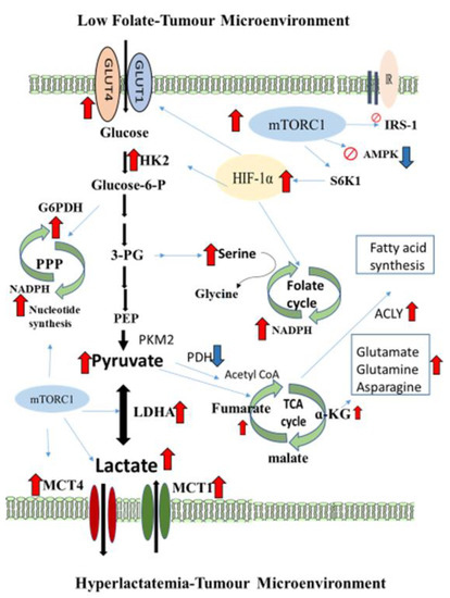 Dietary Folate Deficiency Promotes Lactate Metabolic Disorders to ...
