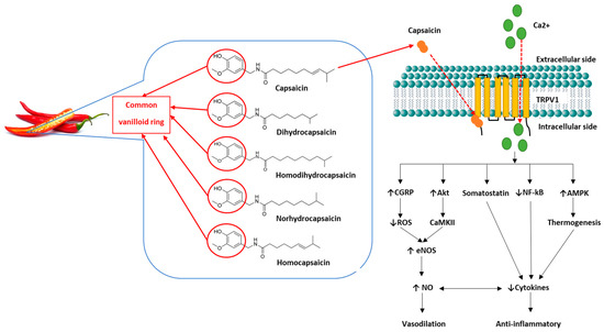 Capsaicin: A Potential Treatment to Improve Cerebrovascular Function ...