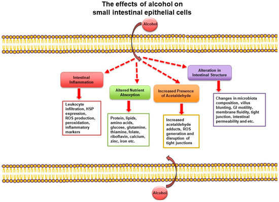 Nutrients | Free Full-Text | The Influence of Alcohol Consumption on ...