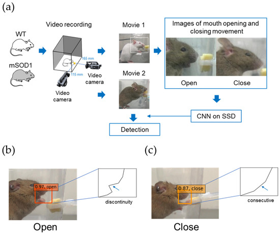 Analysis of Feeding Behavior Characteristics in the Cu/Zn Superoxide ...