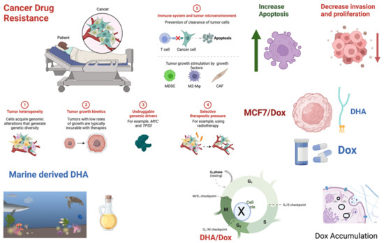 Docosahexaenoic Acid, a Key Compound for Enhancing Sensitization to ...