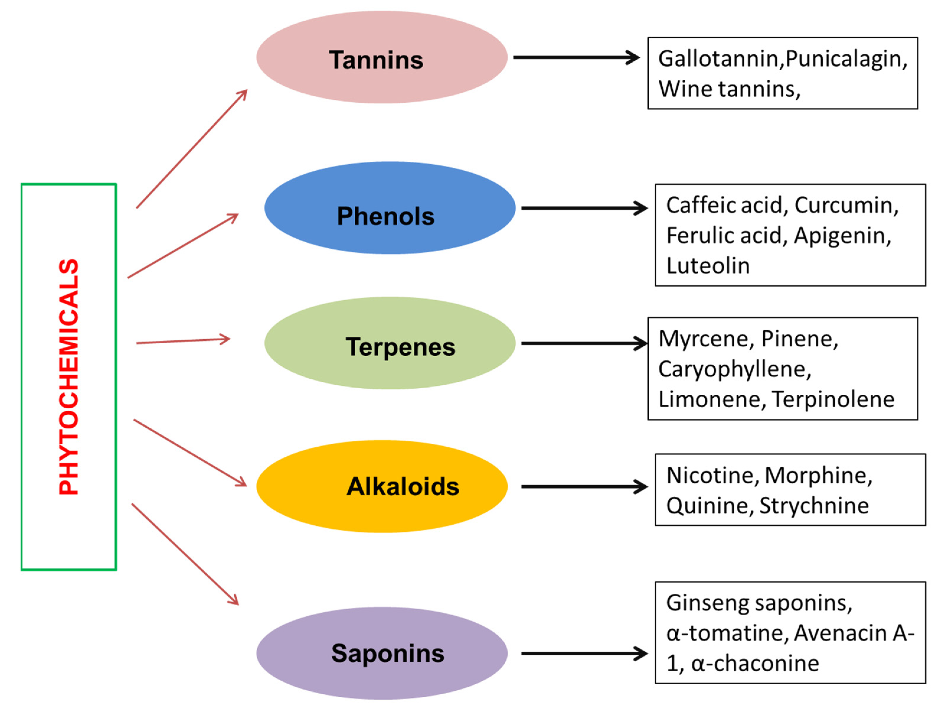 Nutrients Free Full Text Insight Into The Biological Roles And