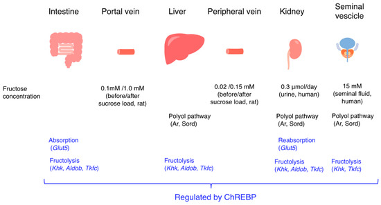 Recent Progress on Fructose Metabolism—Chrebp, Fructolysis, and Polyol ...