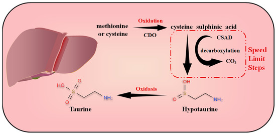 Taurine: A Source and Application for the Relief of Visual Fatigue
