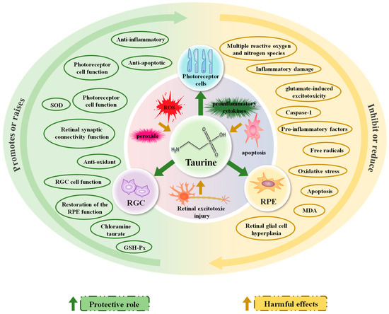 Taurine: A Source and Application for the Relief of Visual Fatigue