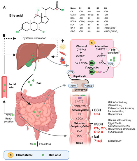 Emerging Roles of Gut Microbial Modulation of Bile Acid Composition in ...