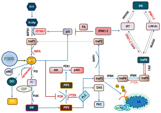 Myo-Inositol and D-Chiro-Inositol as Modulators of Ovary ...