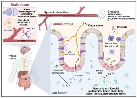 Prebiotic and Probiotic Modulation of the Microbiota–Gut–Brain Axis in ...