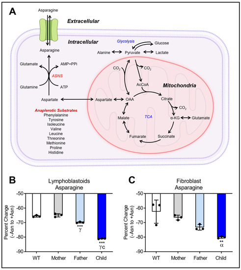 Metabolomic Profiling of Asparagine Deprivation in Asparagine ...