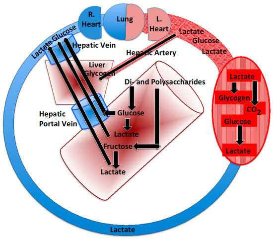 What the Lactate Shuttle Means for Sports Nutrition