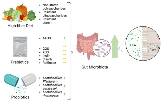 Short-Chain Fatty-Acid-Producing Bacteria: Key Components of the Human ...