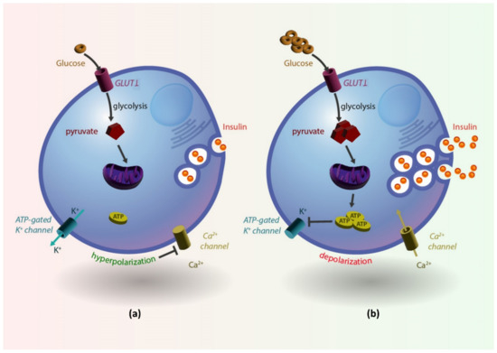 Beta Cell Dysfunction in Youth- and Adult-Onset Type 2 Diabetes: An ...