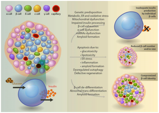 Beta Cell Dysfunction in Youth- and Adult-Onset Type 2 Diabetes: An ...
