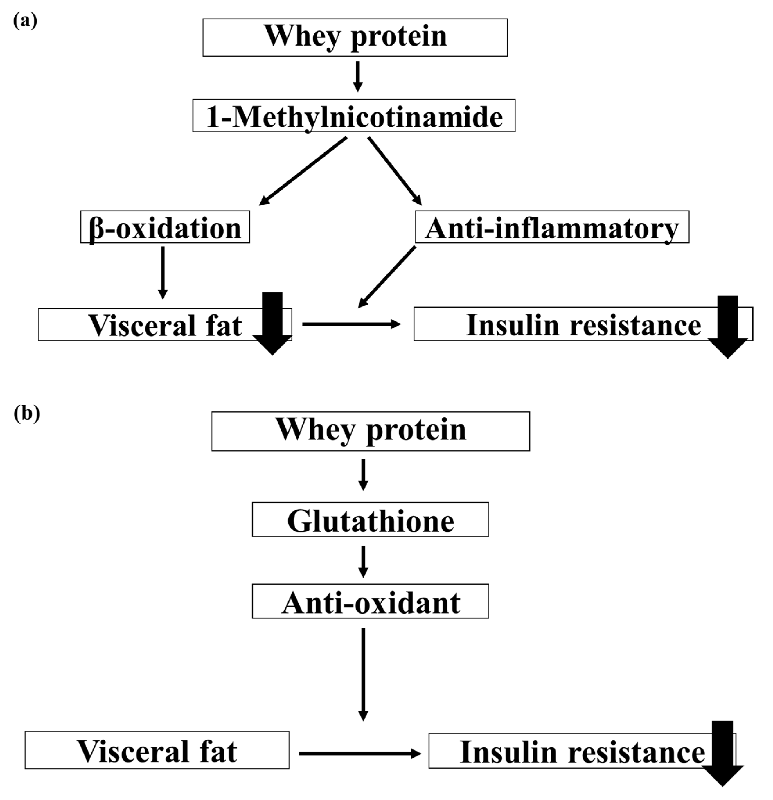 Body Fat-Reducing Effects of Whey Protein Diet in Male Mice