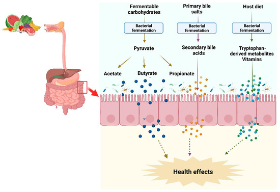 Gut Microbial Metabolite Butyrate and Its Therapeutic Role in Inflammatory Bowel Disease: A ...