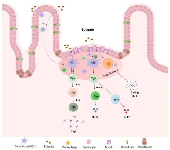 Gut Microbial Metabolite Butyrate and Its Therapeutic Role in ...