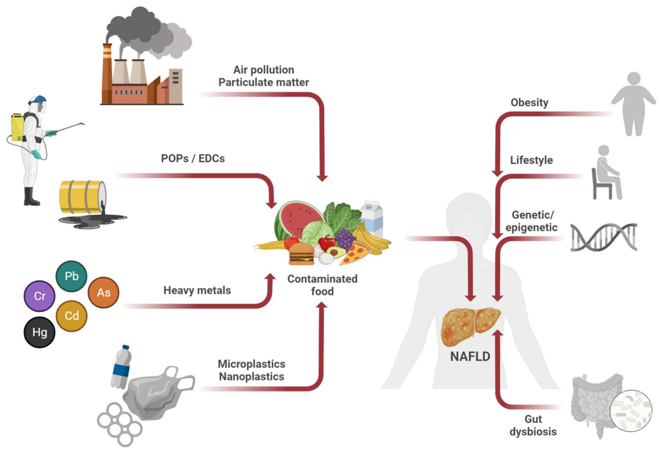 Nutrients Free Full Text Sex Nutrition And Nafld Relevance Of