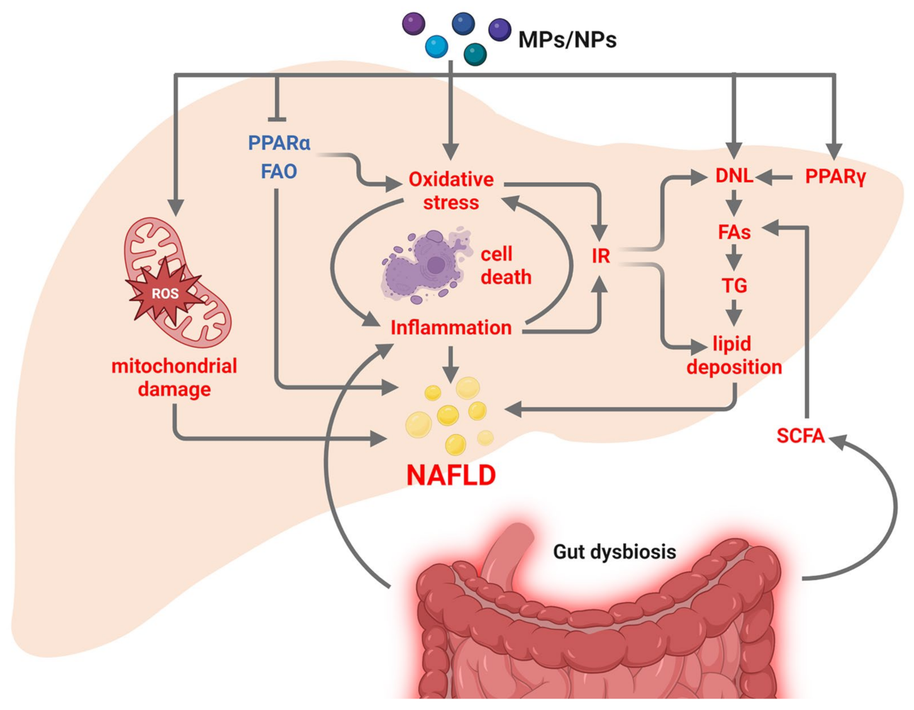 Nutrients Free Full Text Sex Nutrition And Nafld Relevance Of