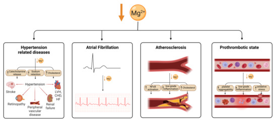 Nutrients | Free Full-Text | Magnesium Deficiency and Cardiometabolic ...