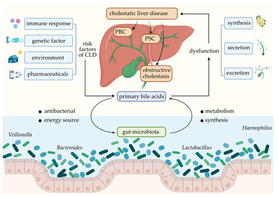 Crosstalk between Gut Microbiota and Bile Acids in Cholestatic Liver Disease