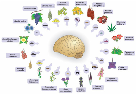 Neuroprotective Potential of Seed Extracts: Review of In Vitro and In ...