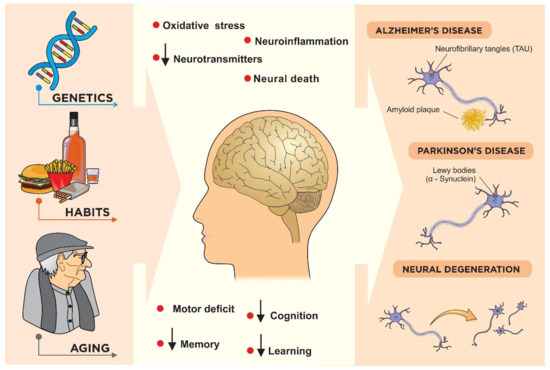 Neuroprotective Potential of Seed Extracts: Review of In Vitro and In ...