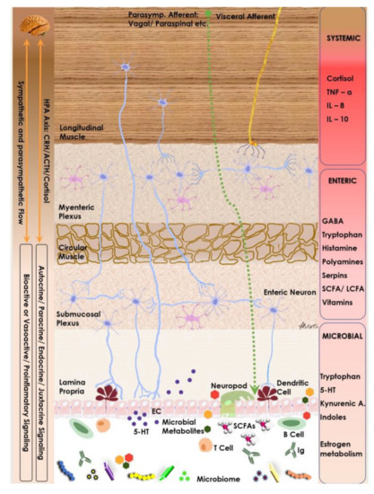 Gut Microbiota Modulation of Short Bowel Syndrome and the Gut–Brain Axis